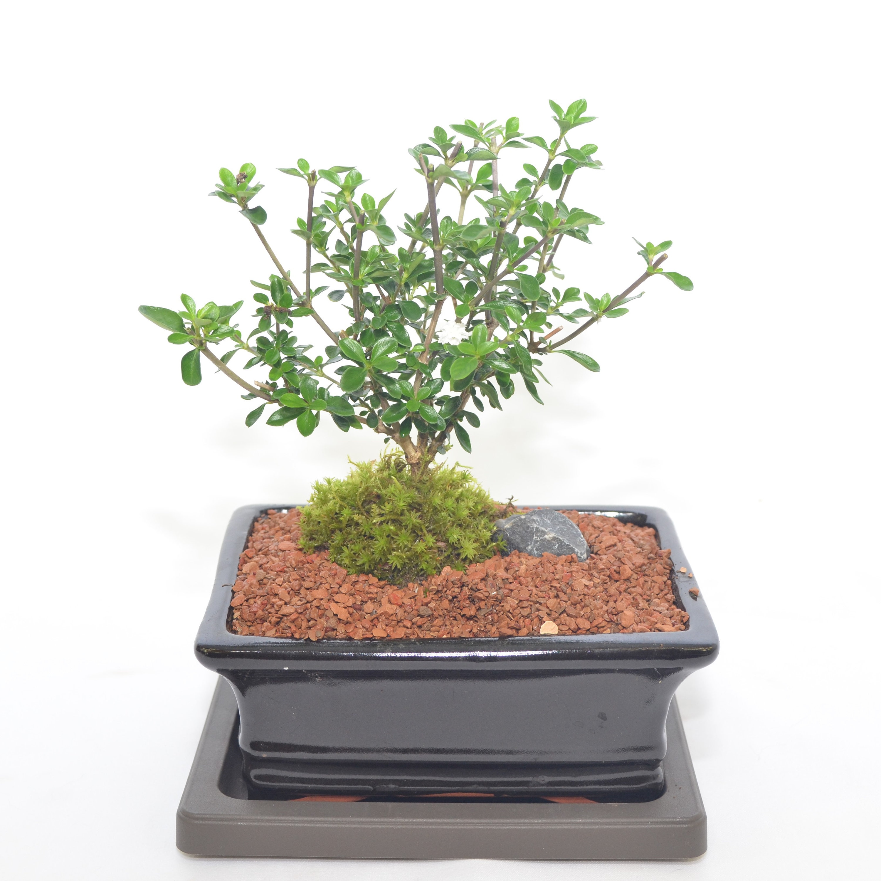 Snow Rose Bonsai Care