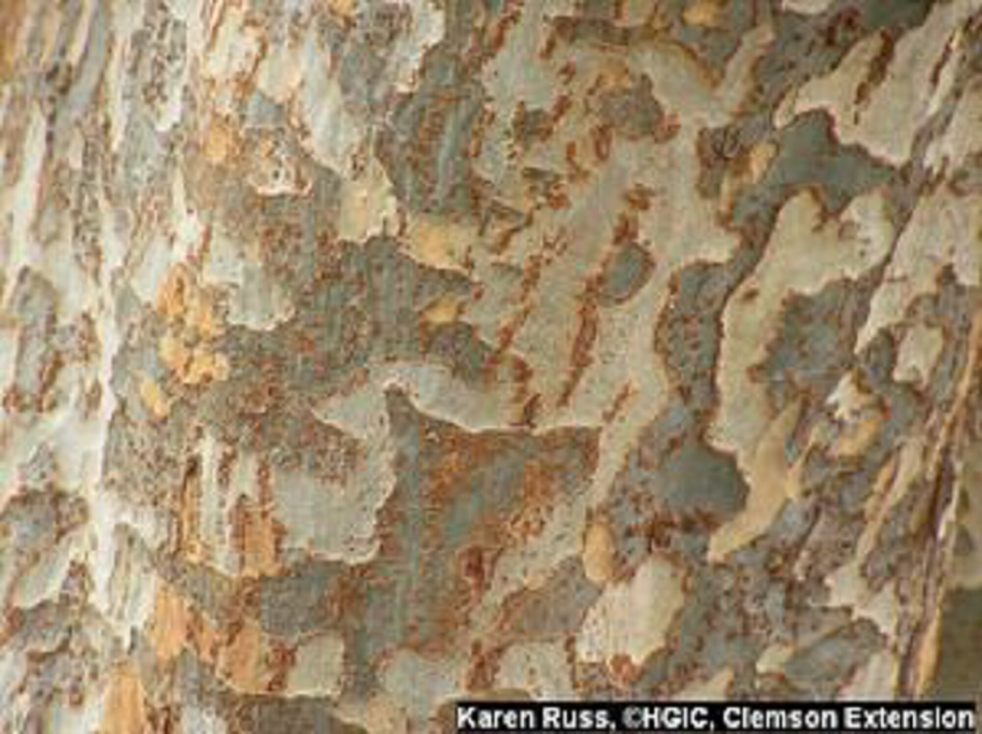 Chinese Elm 15 Years Old S Trunk Style - Etsy