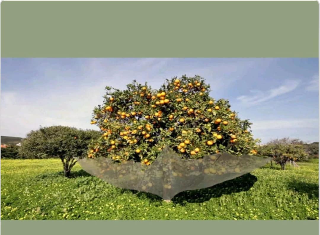8ft X8ft Better Harvesting Fruit & Leaves Catcher, Protect Your Yard ...