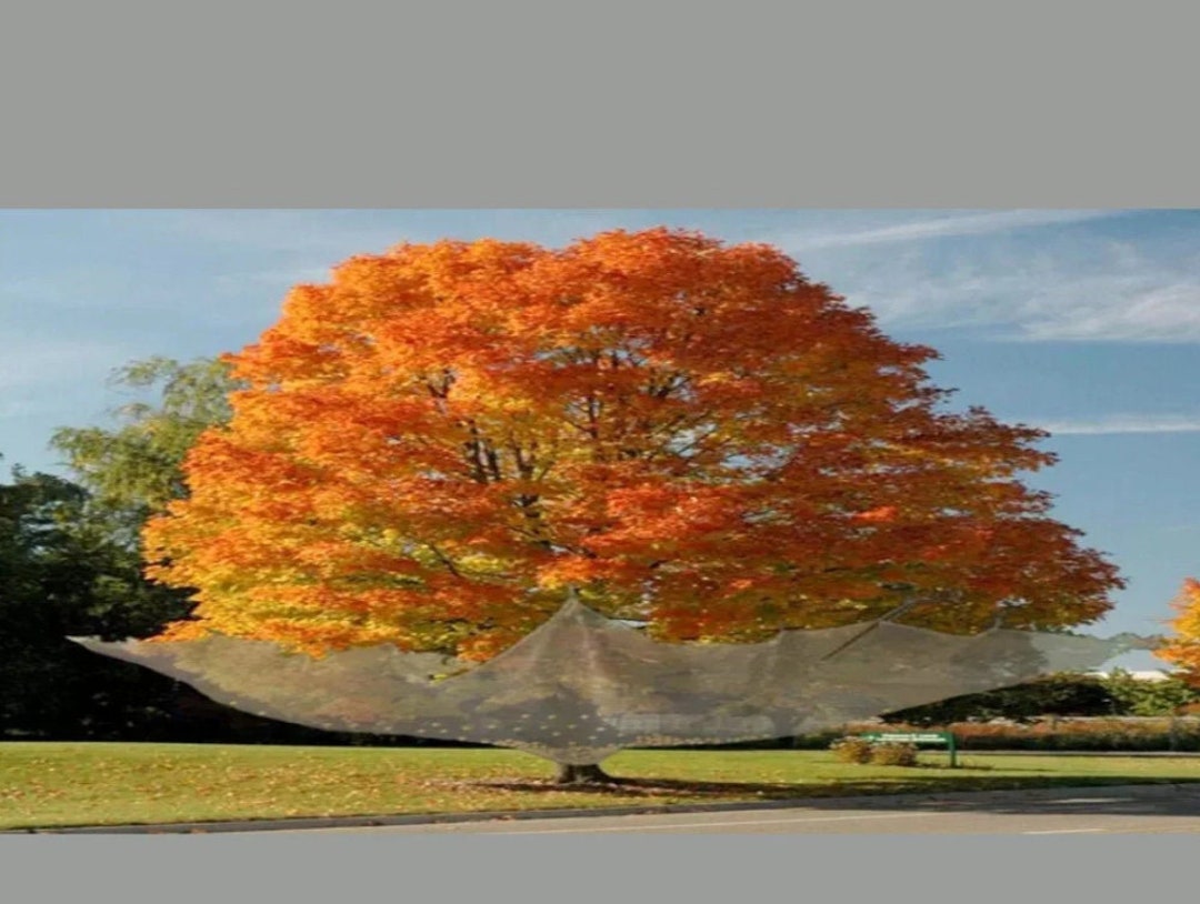 Sale Fruit & Leaves Catcher 32' X32' Harvesting , Protect Your Yard ...