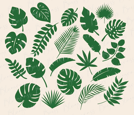 Palmtak Clipart