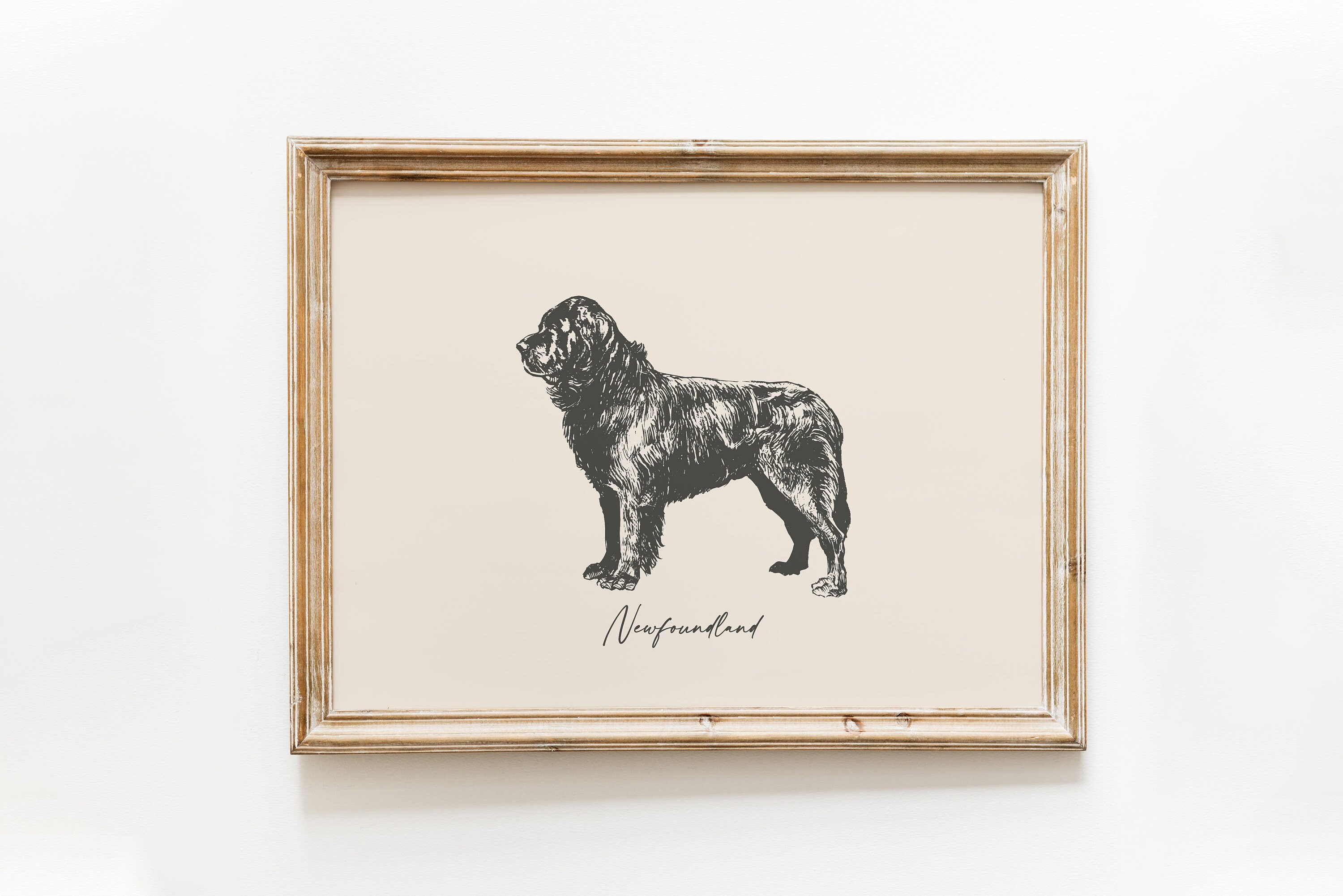 Vintage Newfoundland Dog Drawing: Farmhouse Wall Art (digital Download ...
