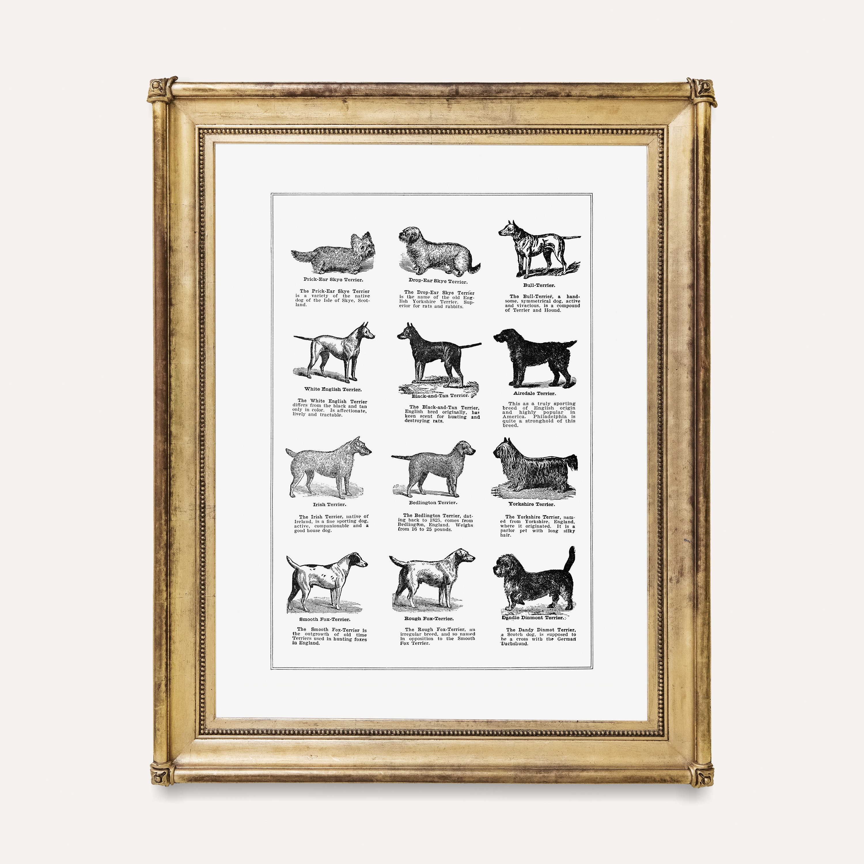 Set of 3 Dog Prints / Vintage Dog Print / Educational Dogs - Etsy