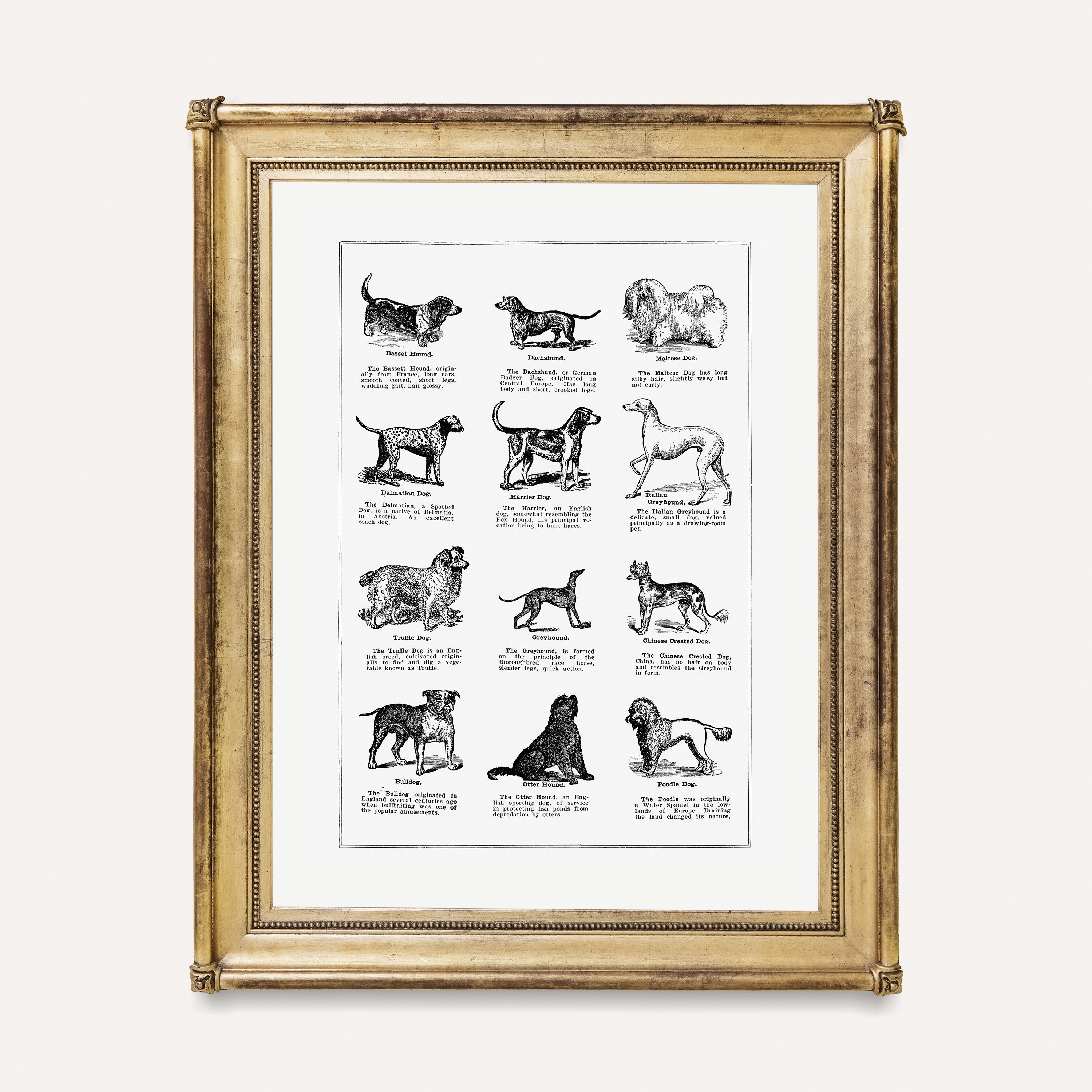 Set of 3 Dog Prints / Vintage Dog Print / Educational Dogs - Etsy
