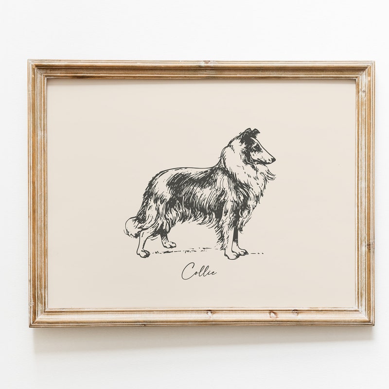 Collie Dog Art - Etsy