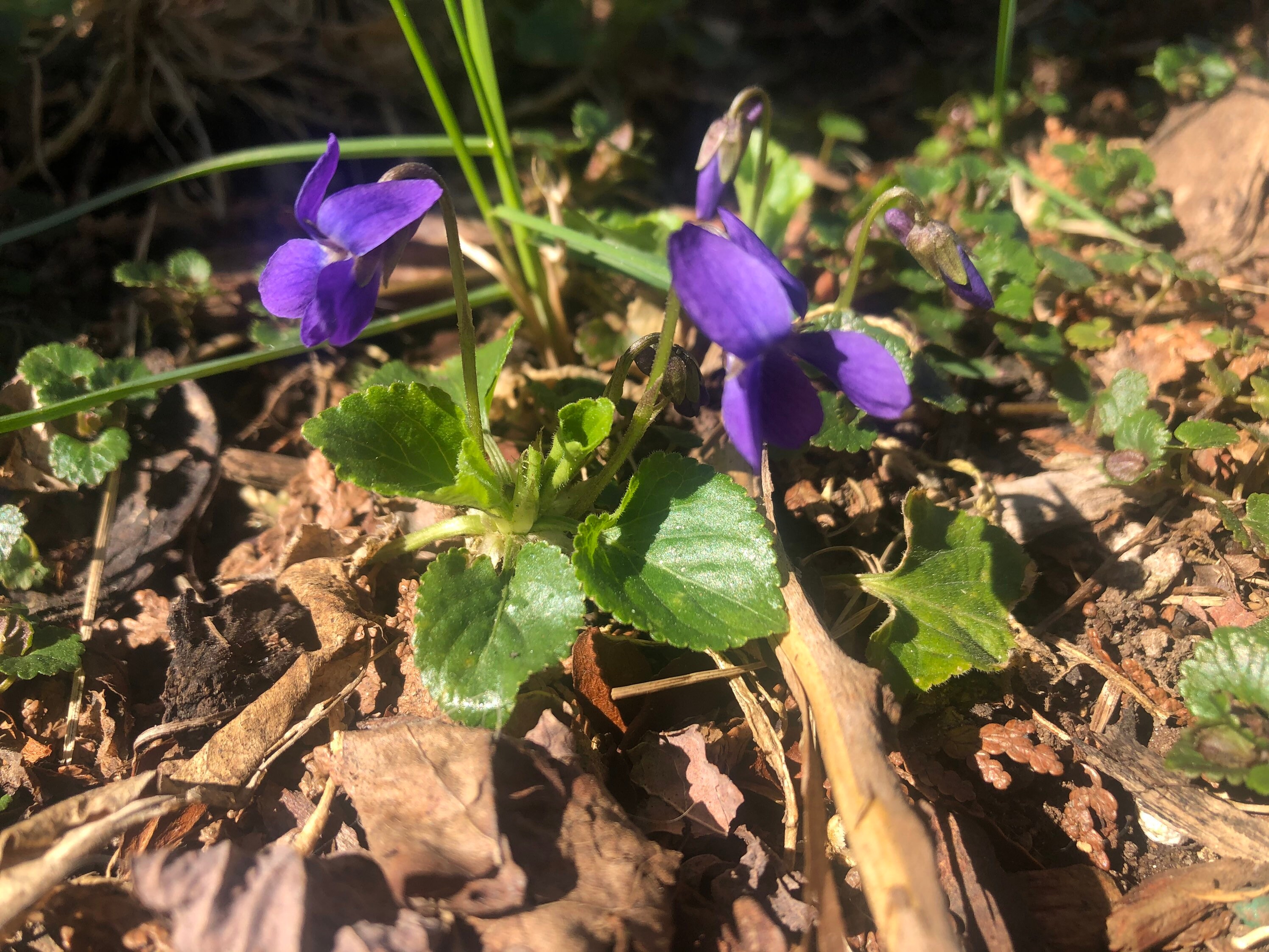 Violet (viola Sororia) Non-alcoholic Flower Essence ~ Chakra, Yoga ...