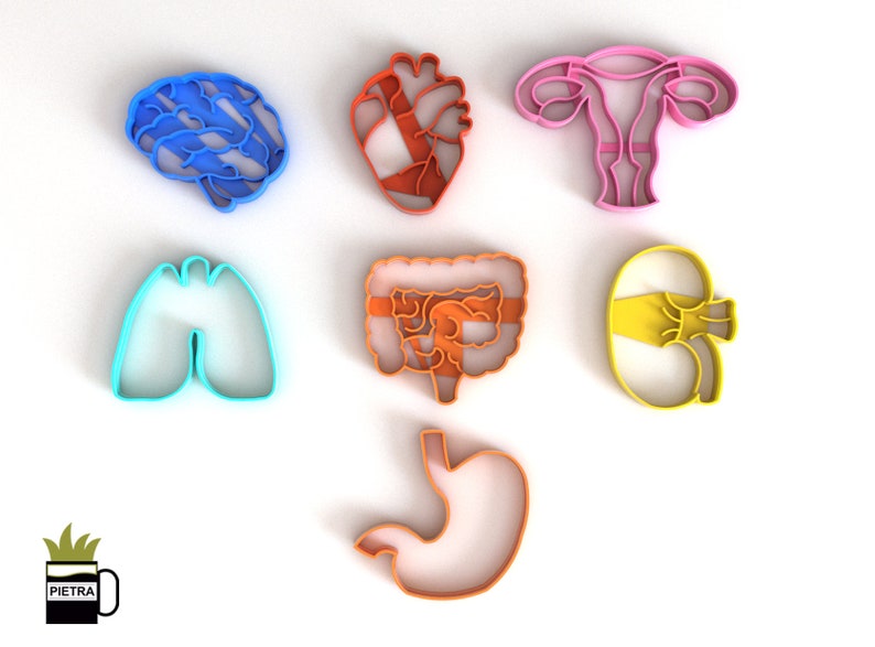 Cookie Cutter Human Body Organs Fondant Multi Use Seal and - Etsy