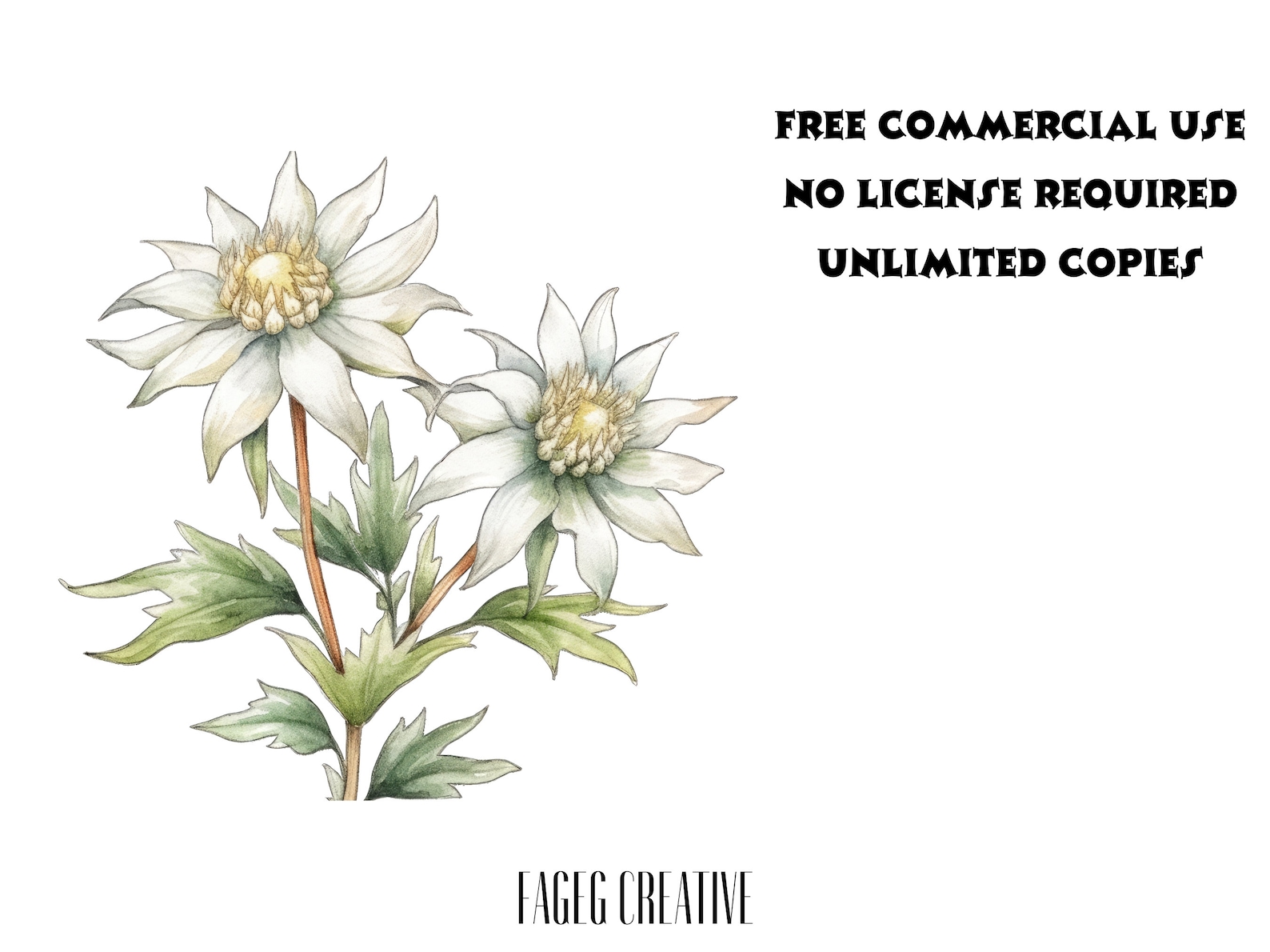 Edelweiss Flower Digital Watercolor Clipart, Edelweiss Flower Printable ...