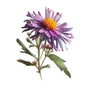 Aster Flower Digital Watercolor Clipart, Aster Flower Printable Wall ...