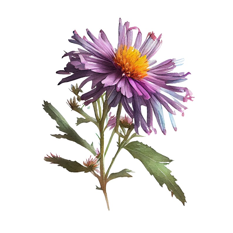 Aster Flower Digital Watercolor Clipart, Aster Flower Printable Wall ...