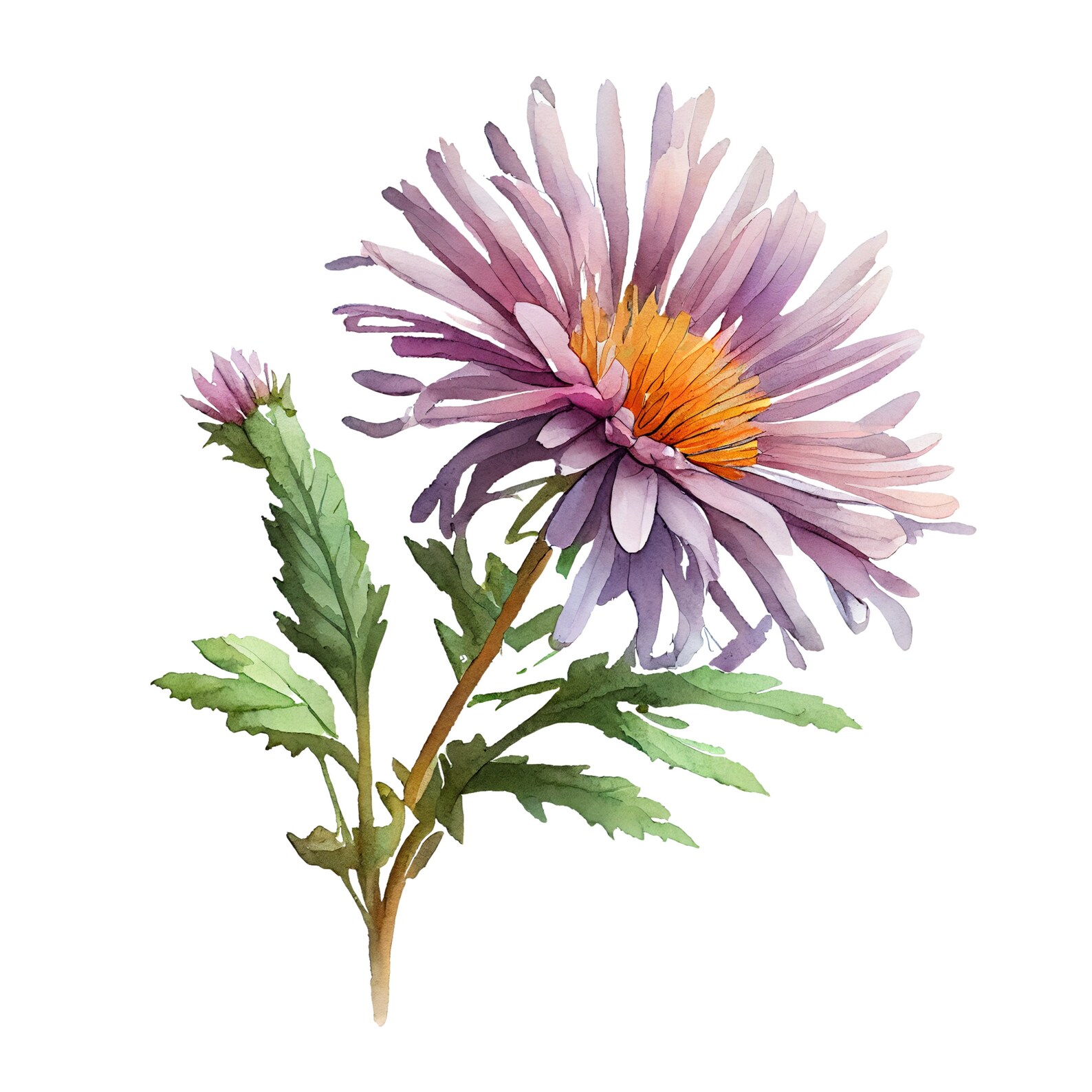 Aster Flower Digital Watercolor Clipart, Aster Flower Printable Wall ...
