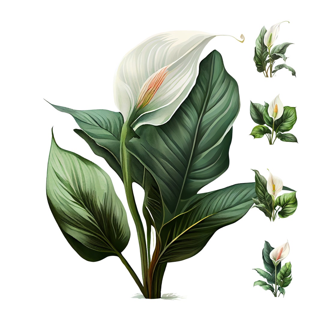 Peace Lily Flower Digital Watercolor Clipart, Peace Lily Flower ...