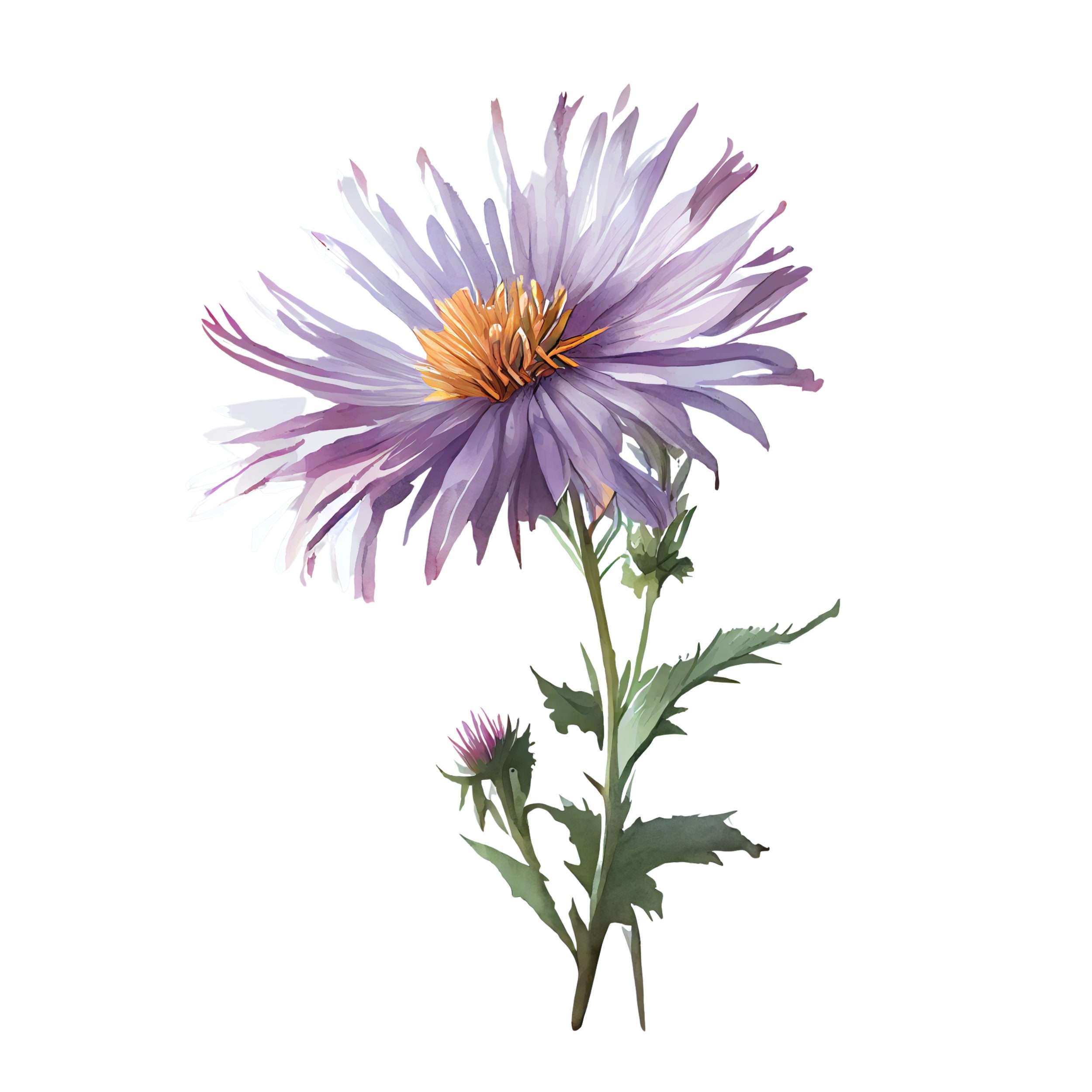 Aster Flower Digital Watercolor Clipart, Aster Flower Printable Wall ...