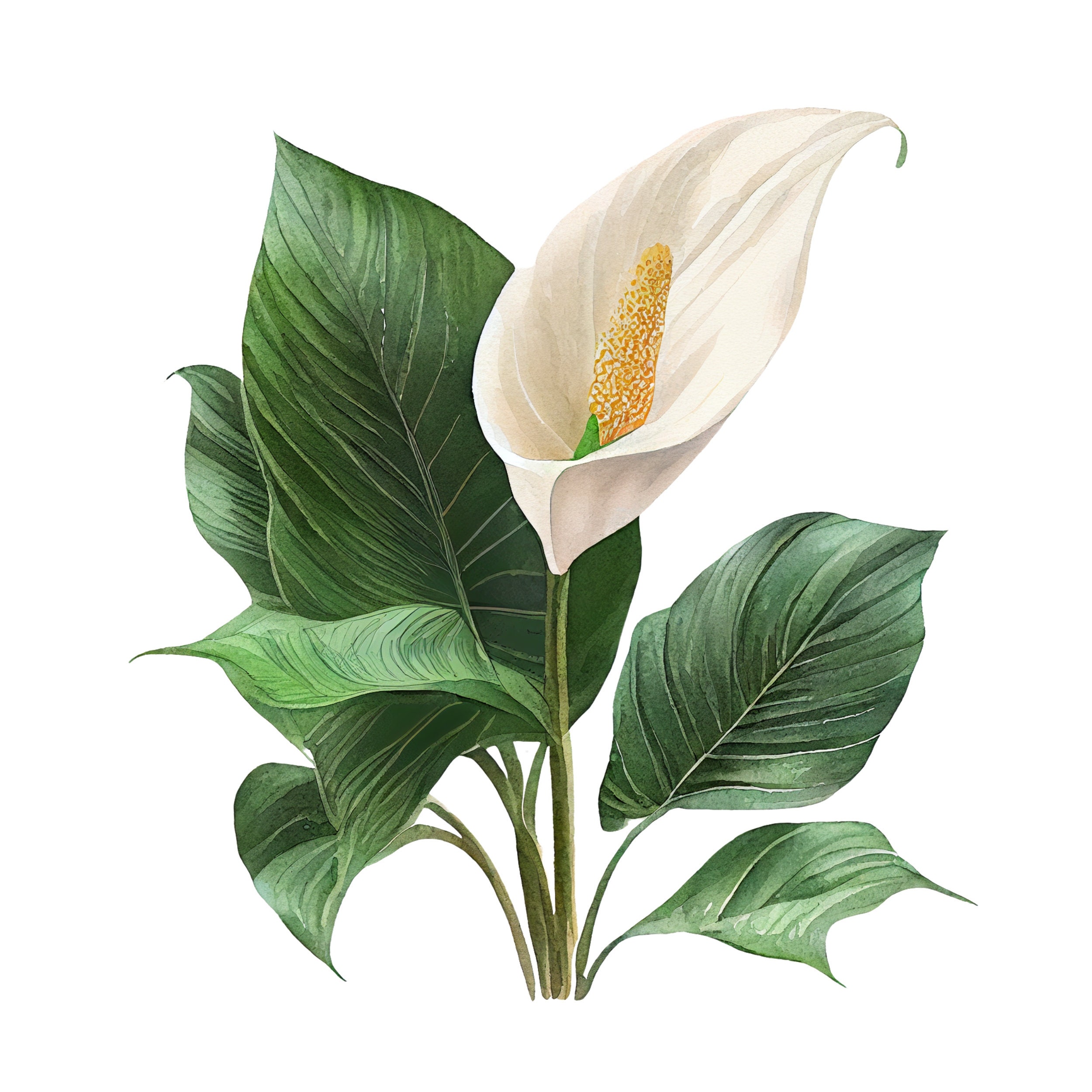 Peace Lily Flower Digital Watercolor Clipart, Peace Lily Flower ...