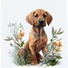 Unique Watercolor Rhodesian Ridgeback Puppy Graphics 18 High-quality ...
