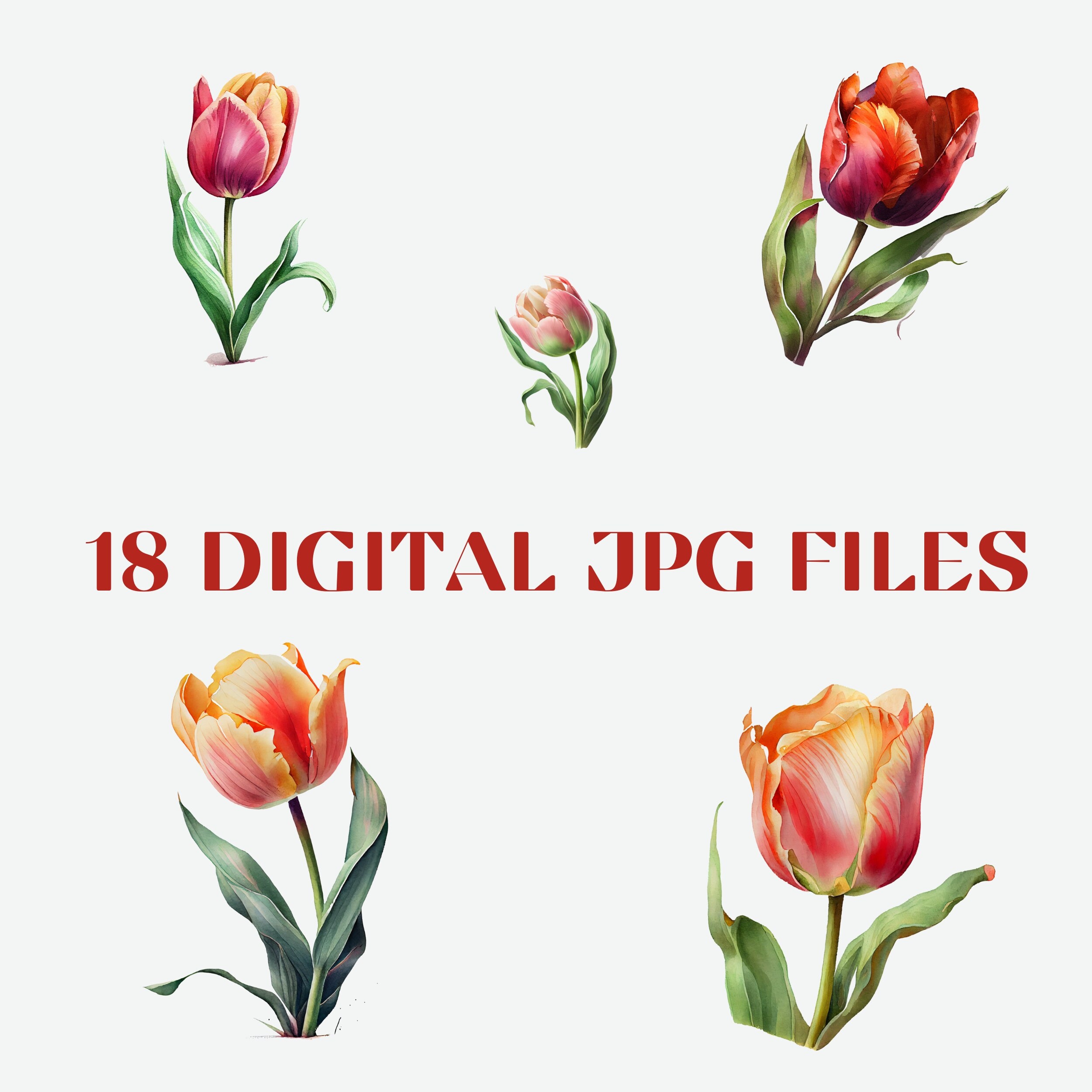 Tulip Watercolor Clipart Bundle – 18 JPG Illustrations - Etsy