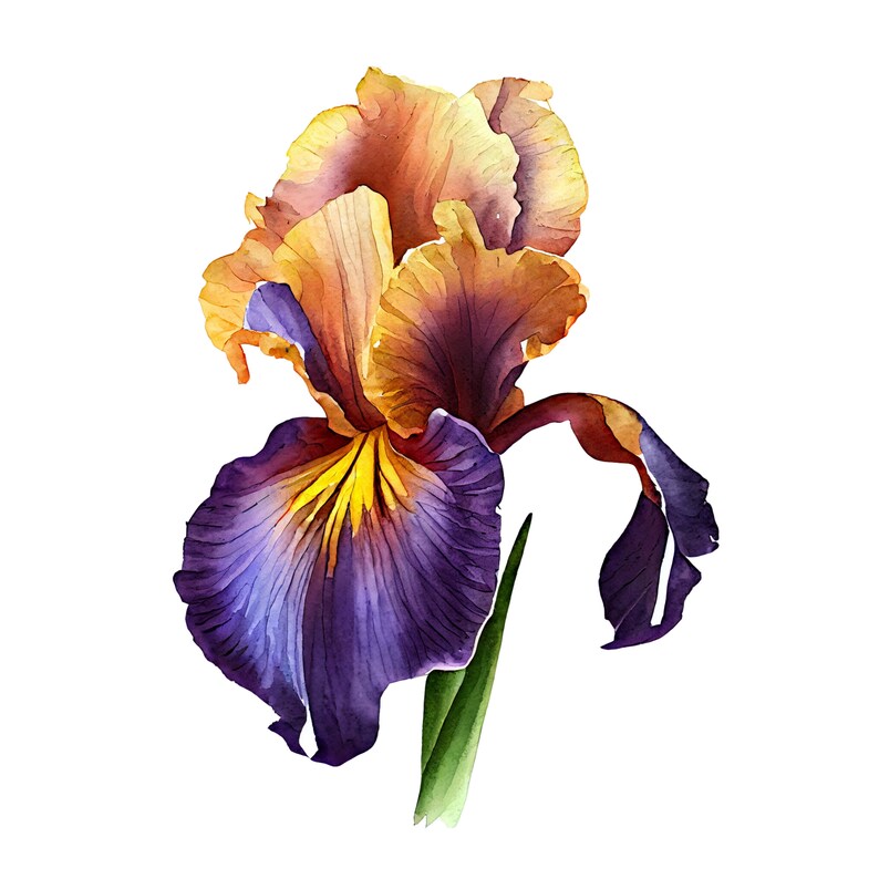 Irises Flower Digital Watercolor Clipart Irises (Instant Download) - Etsy