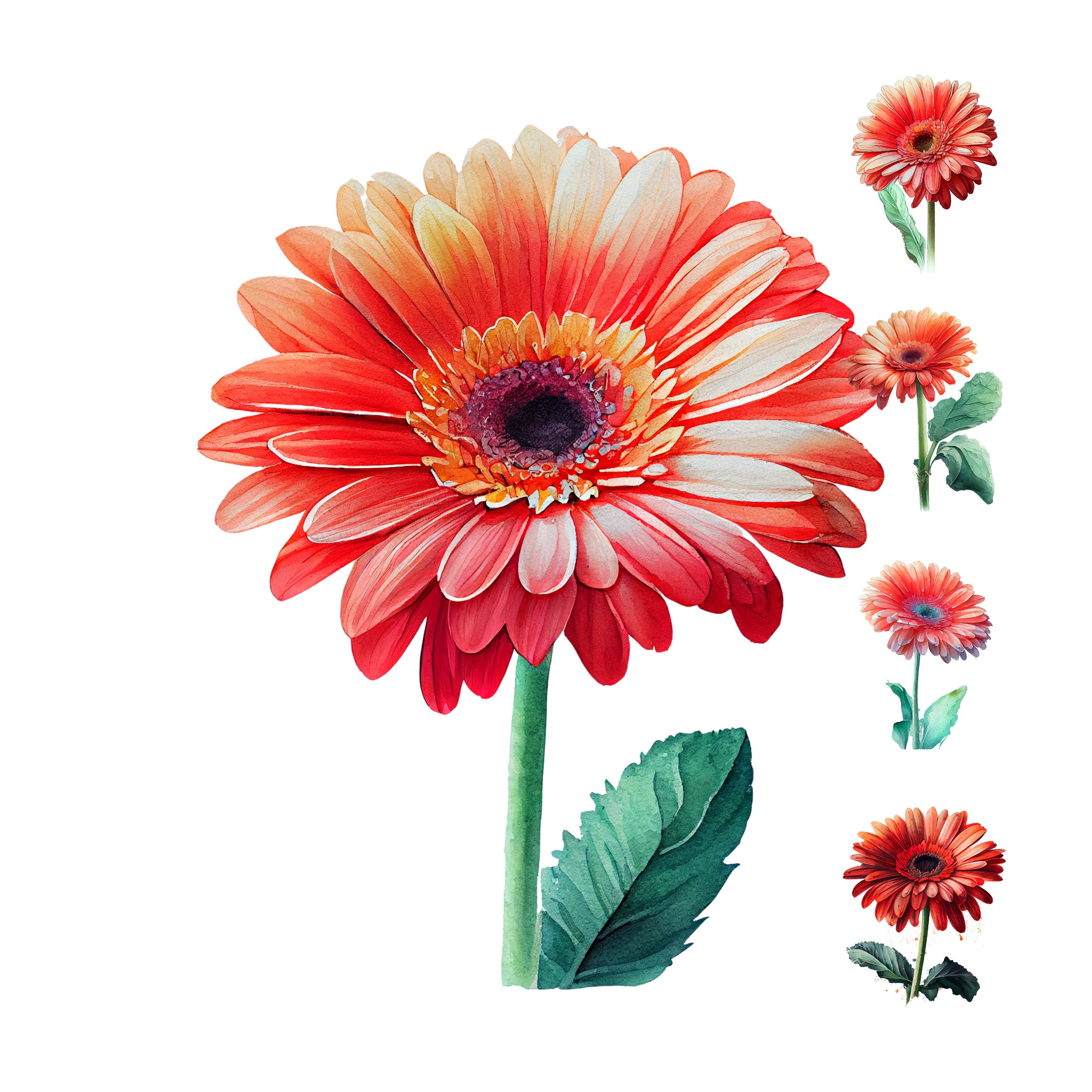 Gerbera Daisy Clip Art