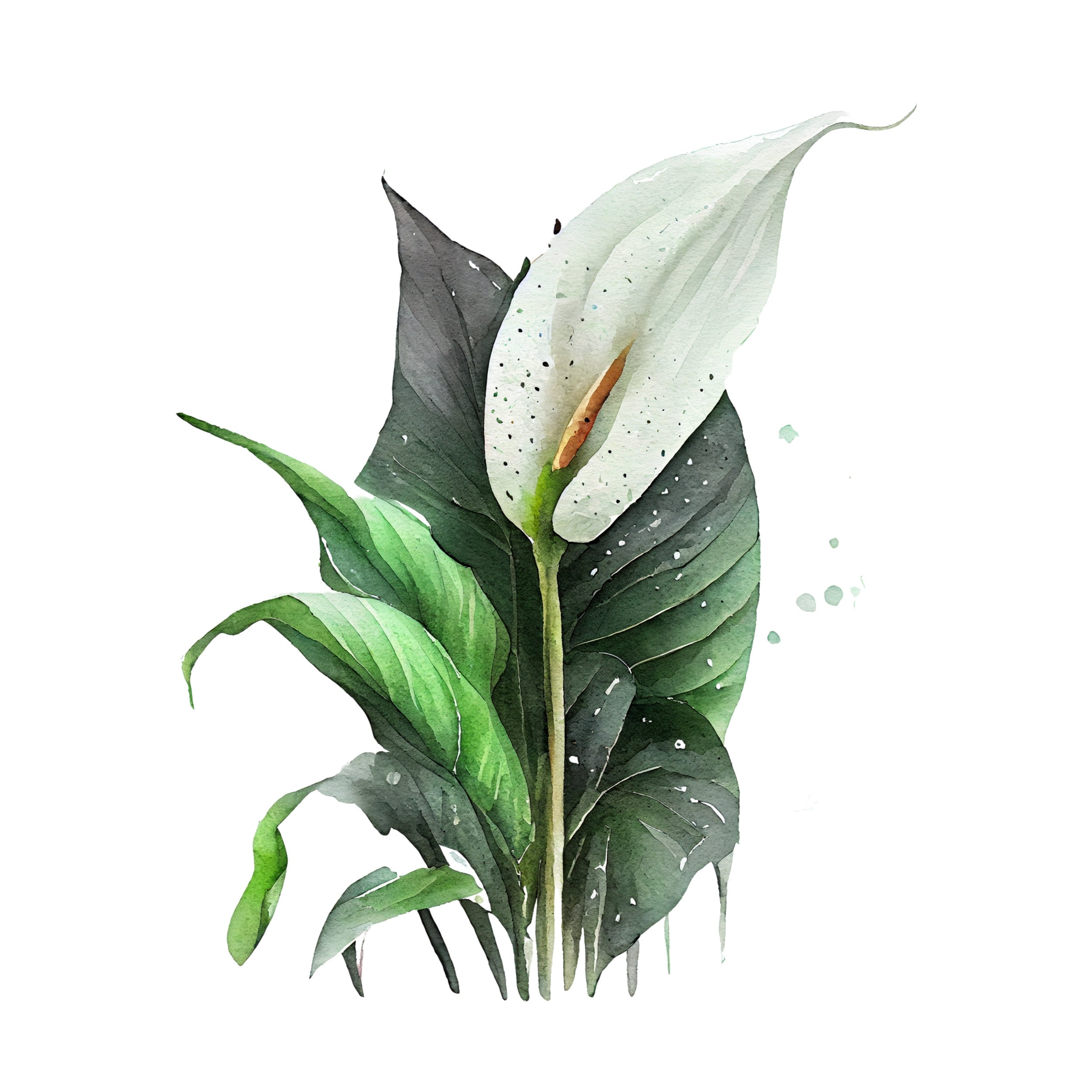 Peace Lily Flower Digital Watercolor Clipart, Peace Lily Flower ...
