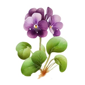 Violets Flower Digital Watercolor Clipart, Violets Flower Printable ...