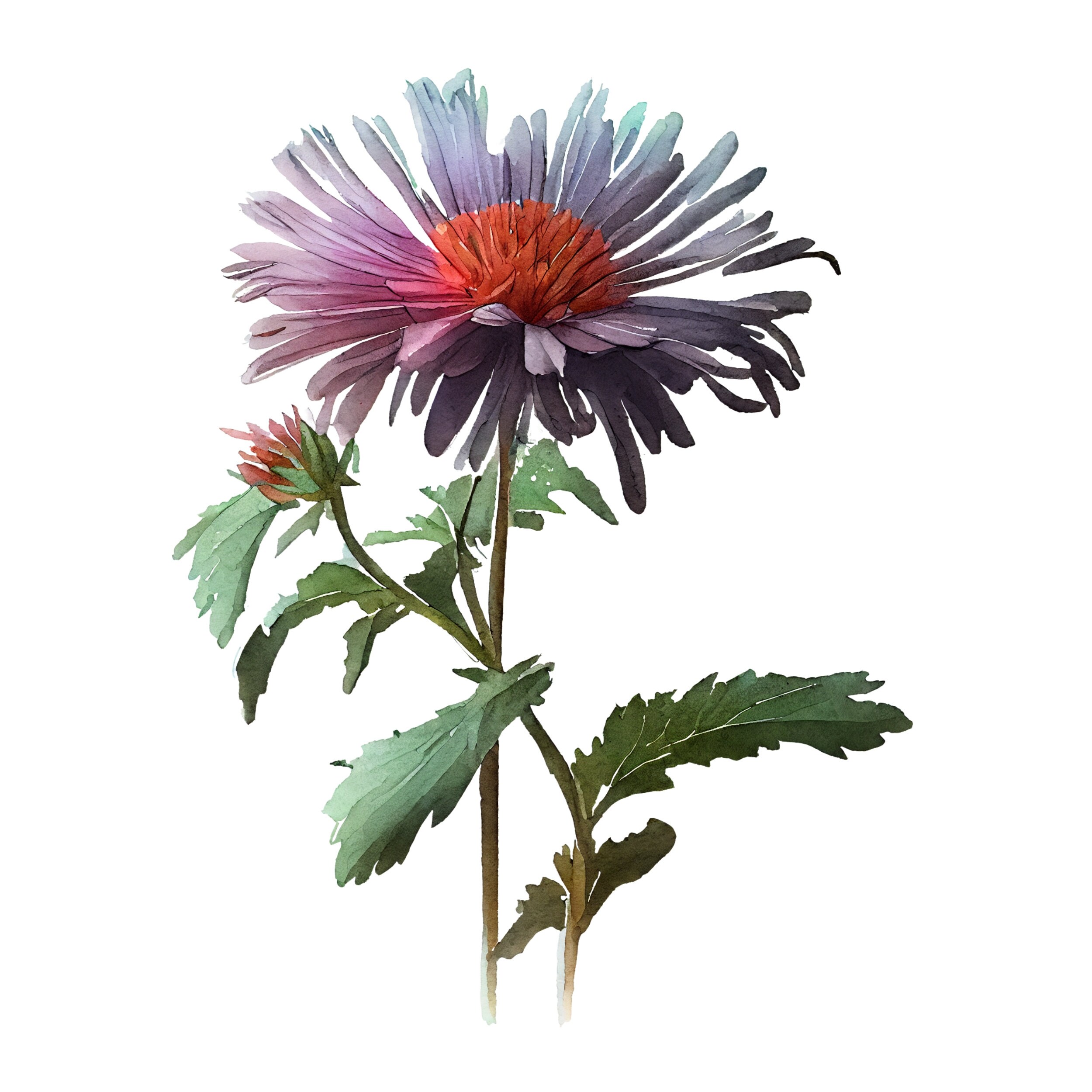 Aster Flower Digital Watercolor Clipart, Aster Flower Printable Wall ...