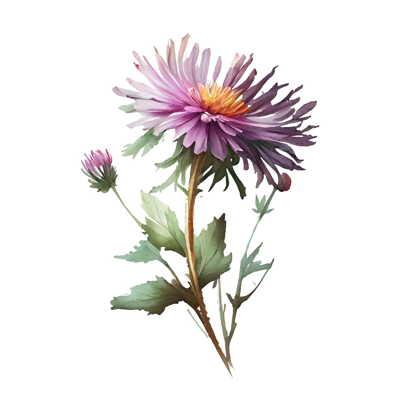 Aster Flower Digital Watercolor Clipart, Aster Flower Printable Wall ...