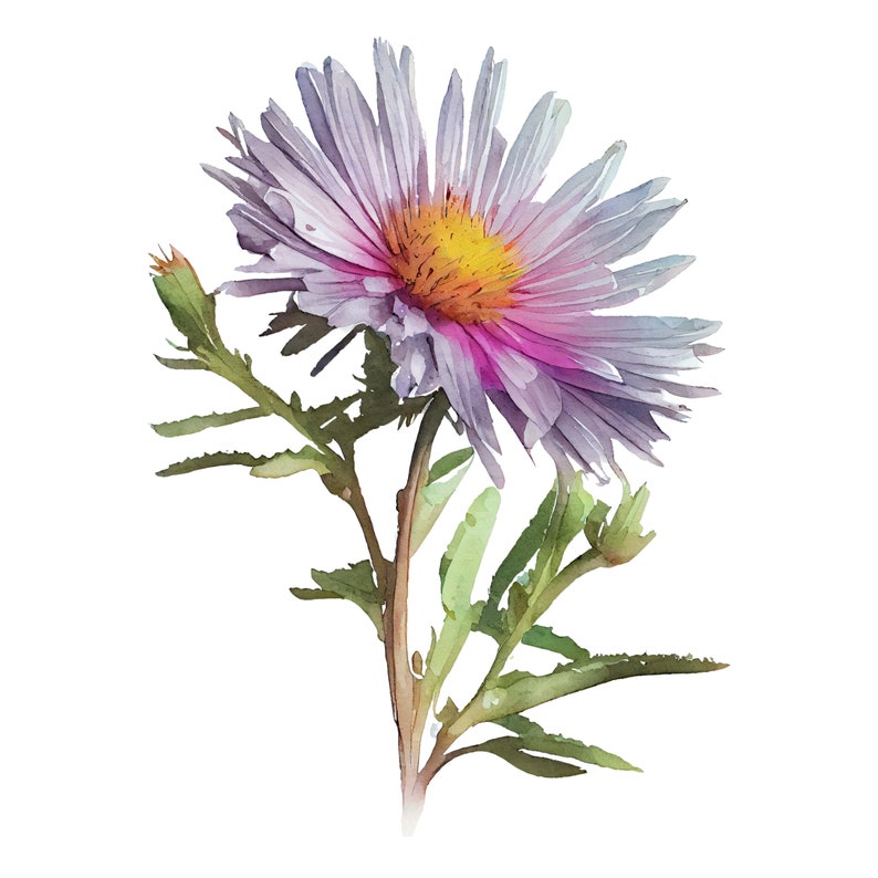 Aster Flower Digital Watercolor Clipart, Aster Flower Printable Wall ...