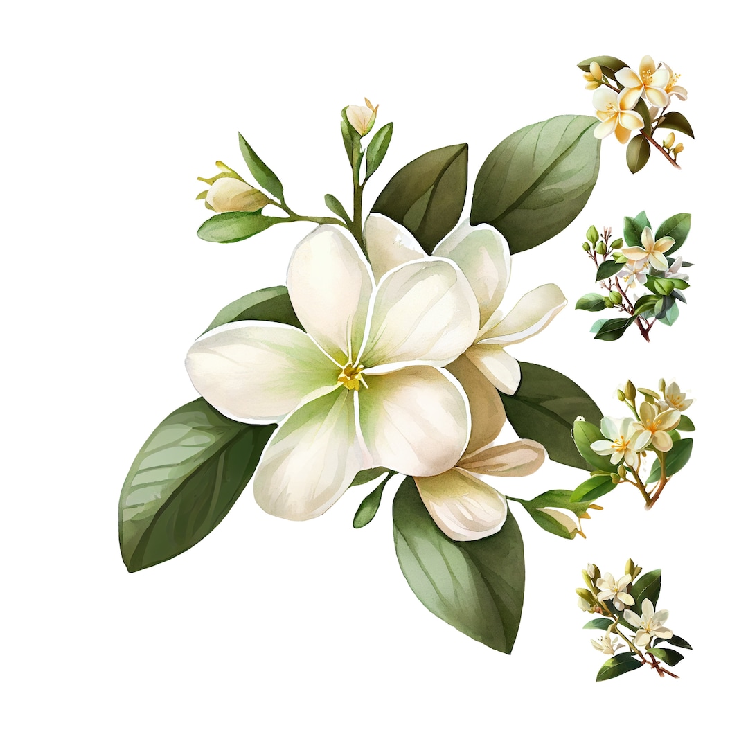 Jasmine Flower Watercolor Clipart Bundle - Etsy