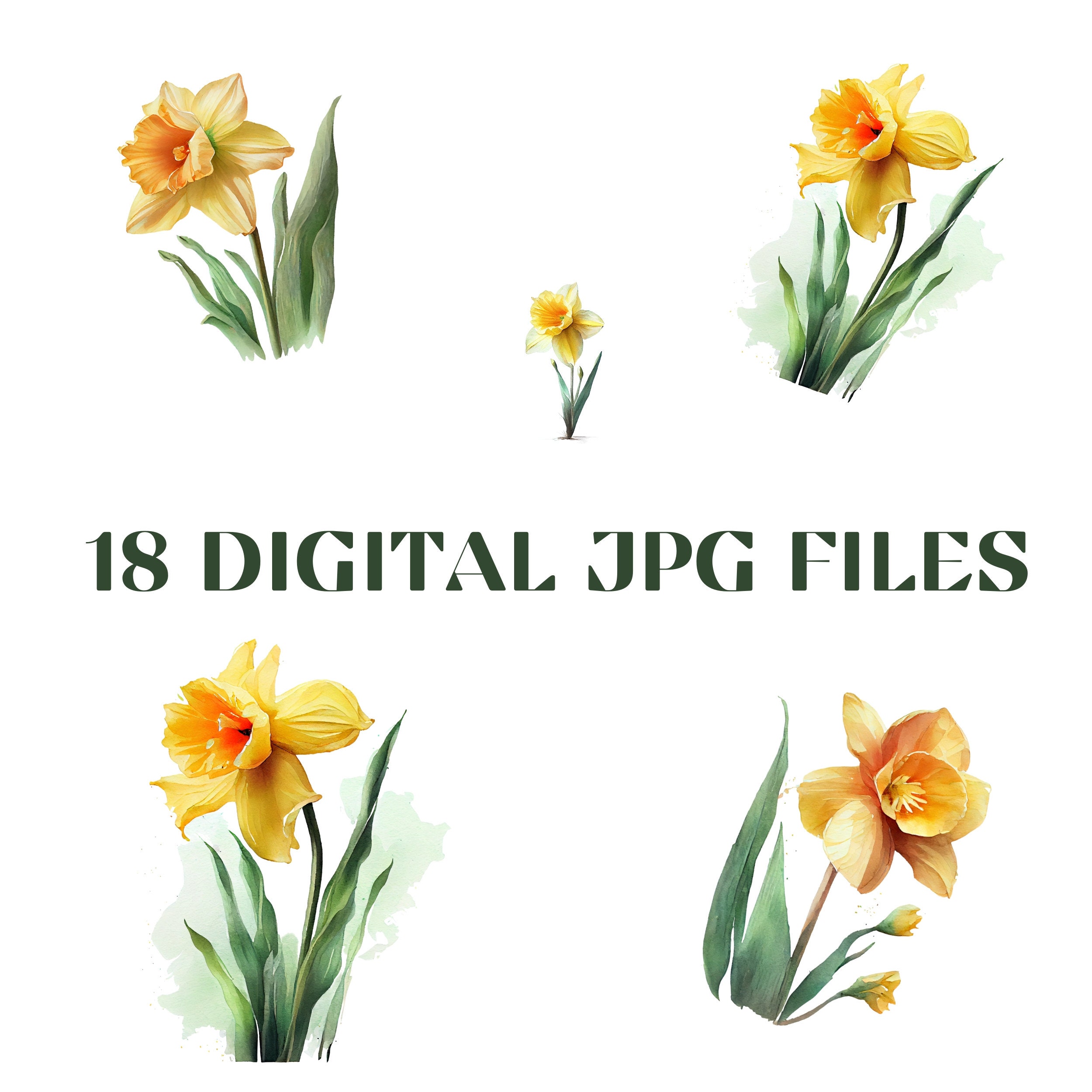 Daffodil Flower Digital Watercolor Clipart, Daffodil Flower Printable ...