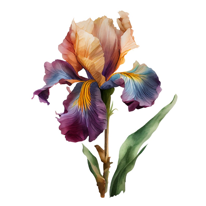 Irises Flower Digital Watercolor Clipart, Irises Flower Printable Wall Art, Design Resource ...