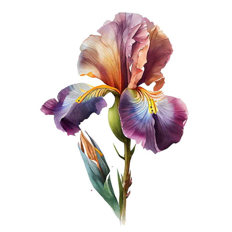 Irises Flower Digital Watercolor Clipart, Irises Flower Printable Wall ...