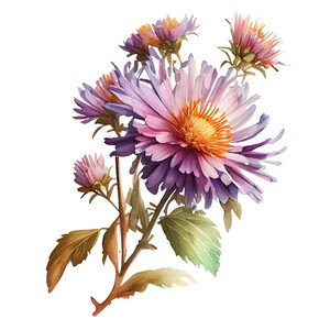 Aster Flower Digital Watercolor Clipart, Aster Flower Printable Wall ...