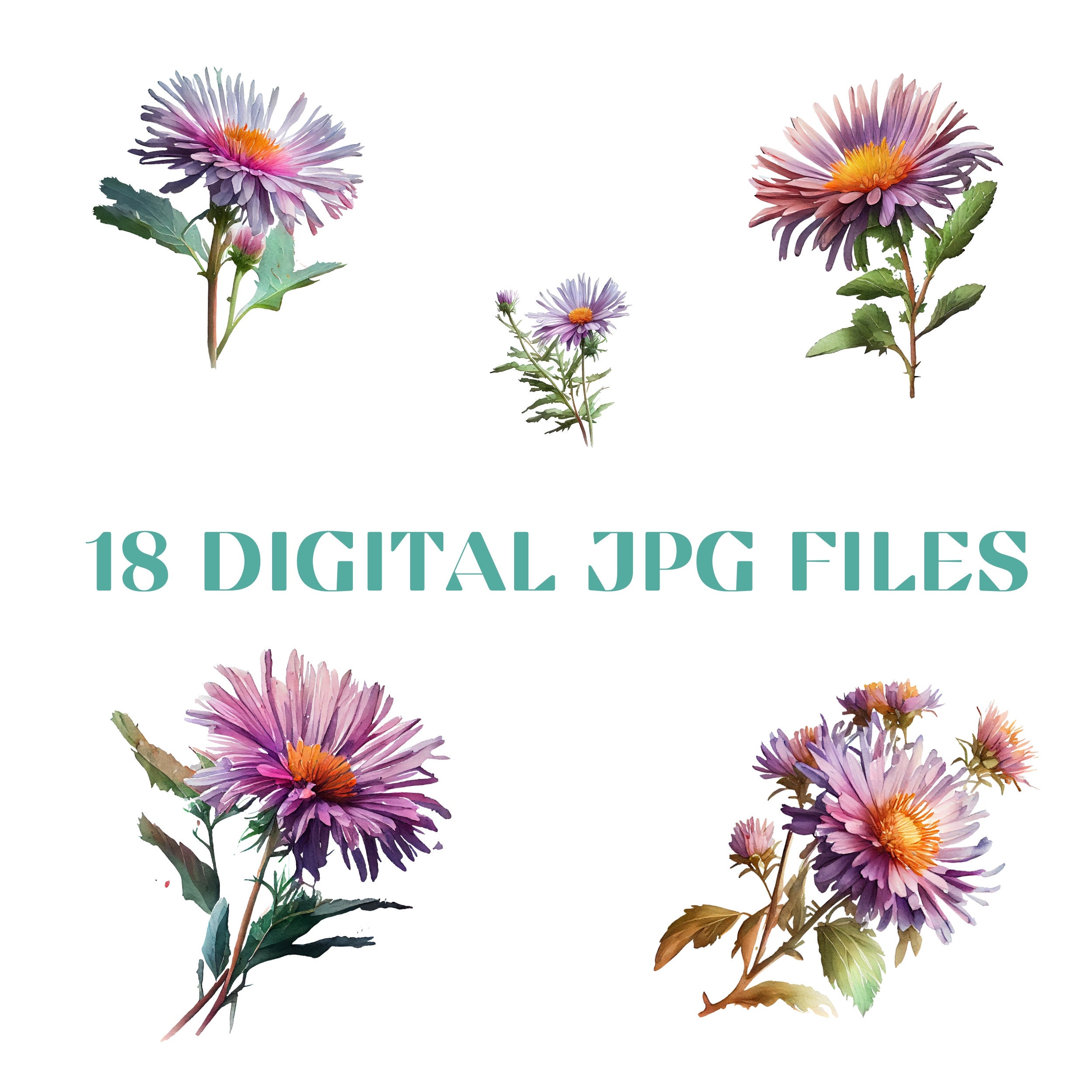 Aster Flower Digital Watercolor Clipart, Aster Flower Printable Wall ...