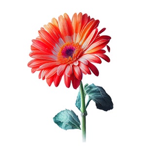 Gerbera Flower Clipart JPG | Watercolor Gerbera Floral Illustrations ...