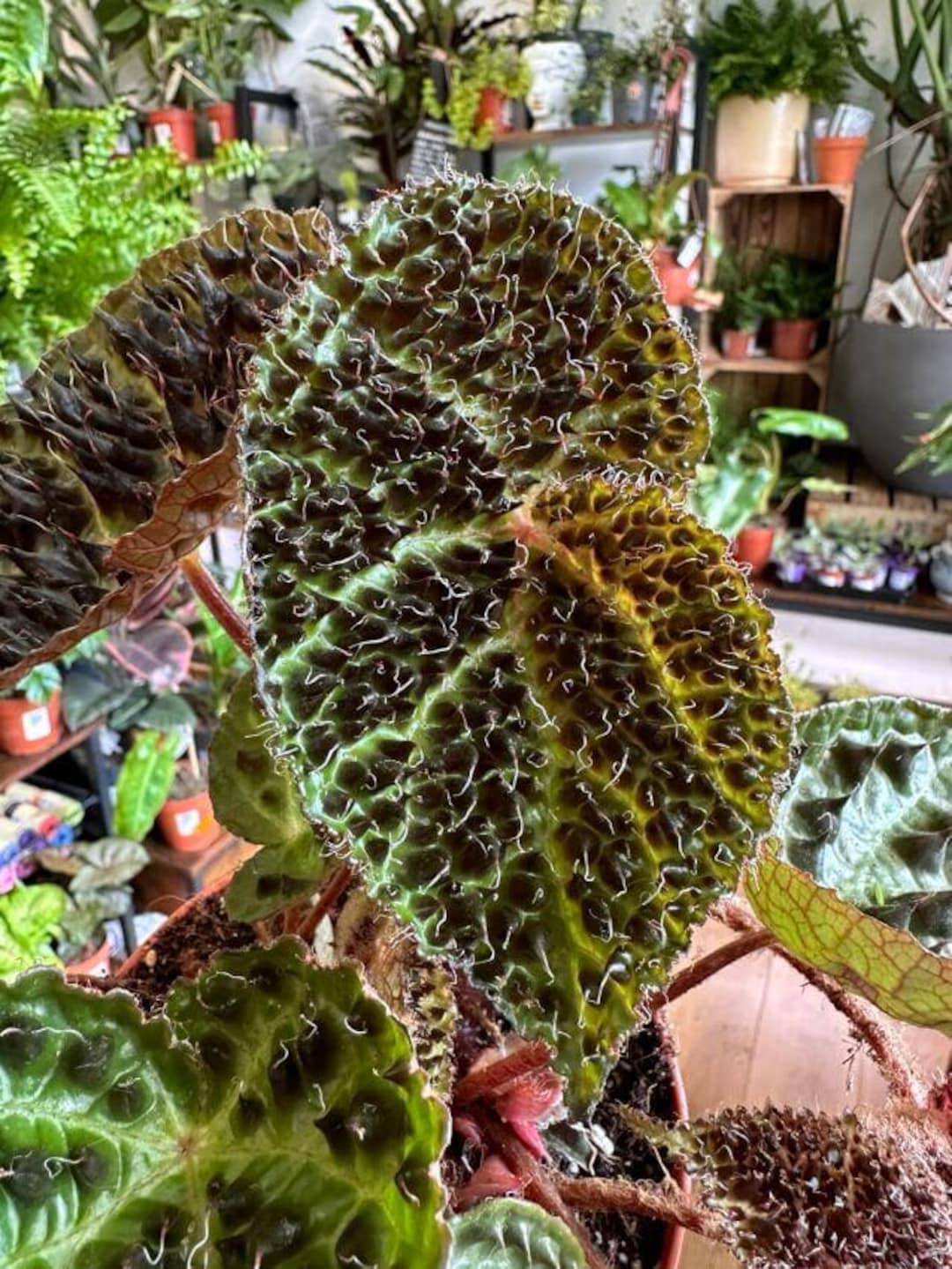Begonia Ferox Fierce Plant 12cm Pot - Etsy UK
