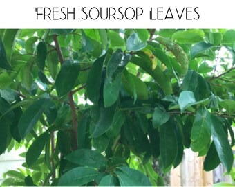 Soursop Leaves - Etsy