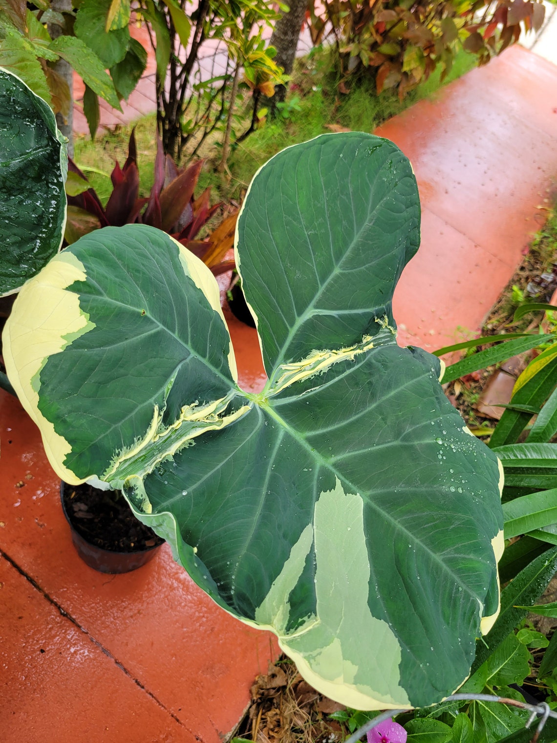 Large Xanthosoma Albo Mickey Mouse Plant 34 38 Etsy