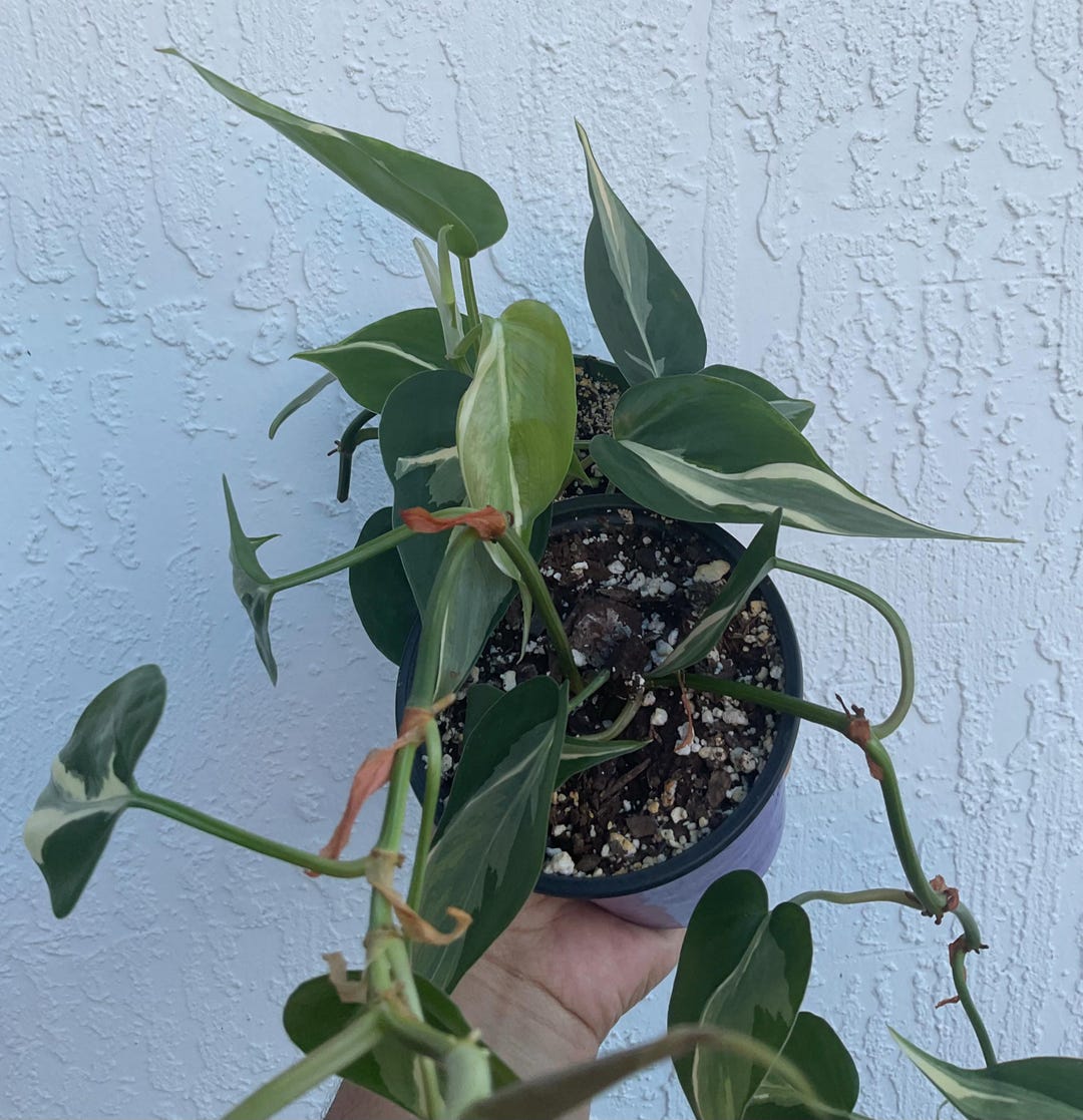 Philodendron Rio, Philodendron Hederacem Variegated Plant. Established ...