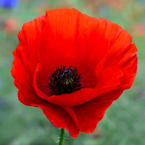 Red Corn Poppy Flower Seed - Etsy