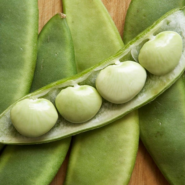 Lima Bean - Etsy