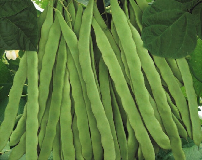 Bay Beans 2 Dozen 24 Canavalia Rosea Seeds Seabean - Etsy
