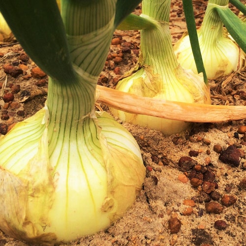 USA SELLER Sweet Oversize Yellow Onion 100 Seeds HEIRLOOM - Etsy