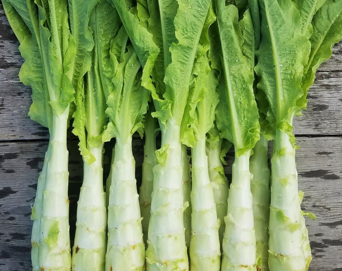 2-gram 2000 SPRING TOWER CELTUCE Seeds, 春秋圓葉綠莴笋 Stem Lettuce Asparagus ...