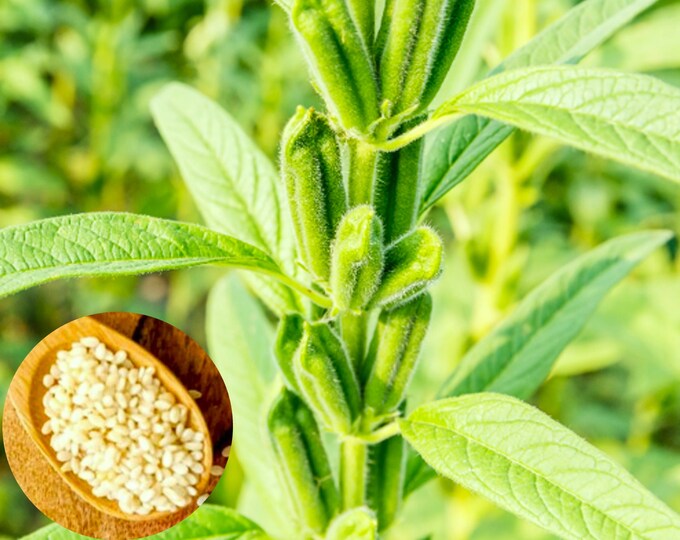 Sesame Organic Seeds Heirloom, Open Pollinated, Non GMO Grow Indoors ...