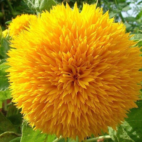 Giant Sungold Sunflower Seeds Heirloom Country Creek Acres - Etsy