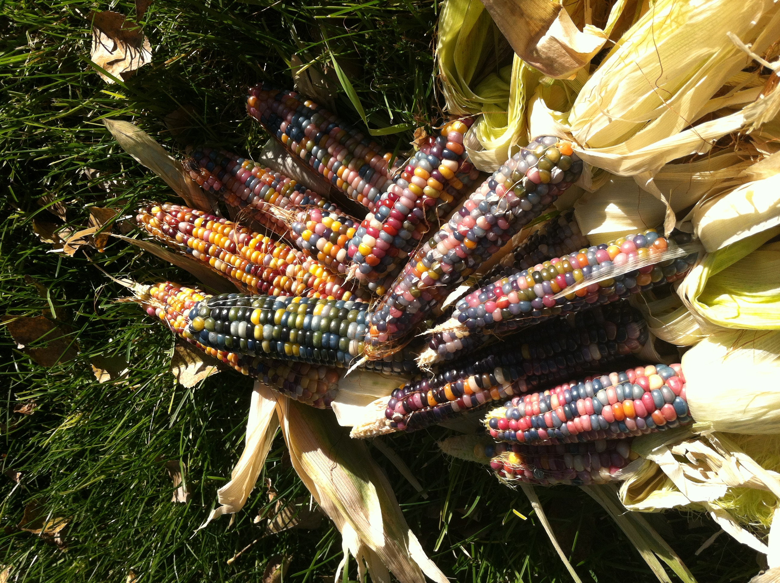 Home & Hobby ORGANIC Ornamental CORN 60 seed pack check out the colors ...