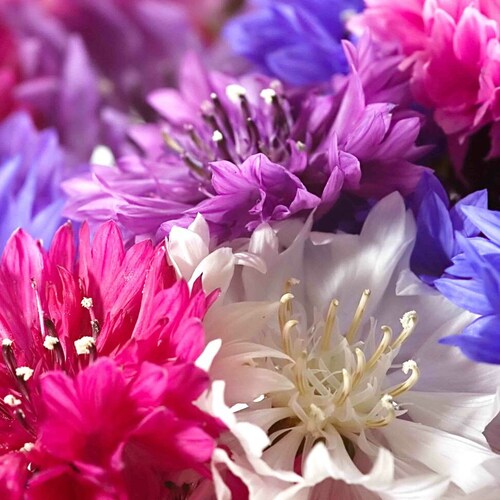 Bachelor's Button Tall Mix Cornflower Heirloom Seeds - Etsy