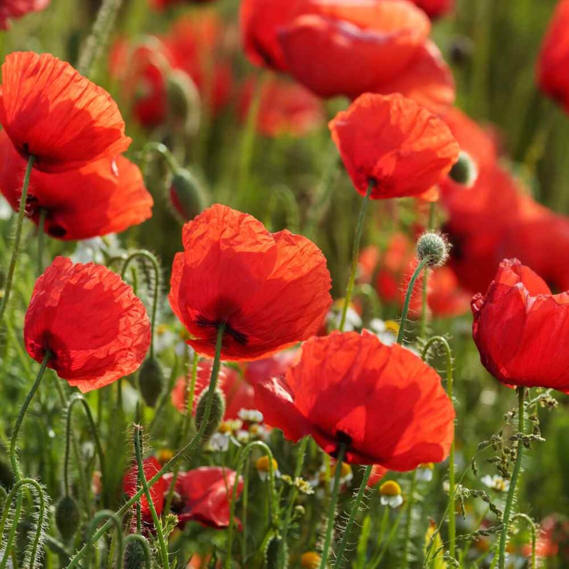 American Legion Poppy Seeds Red Corn Poppies Flanders - Etsy UK