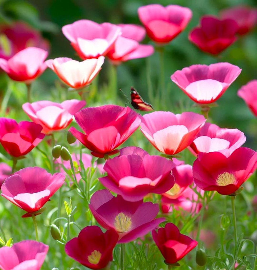 Carmine California Poppy Seeds Pink Rose Purple Red Poppies Deer ...