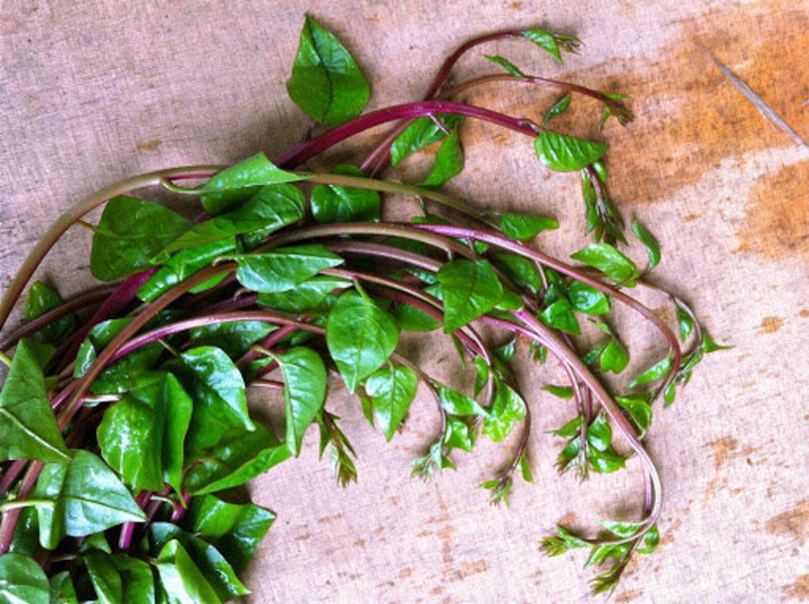 Red Stem Malabar Spinach Seeds Basella Alba Rubra Leaf - Etsy